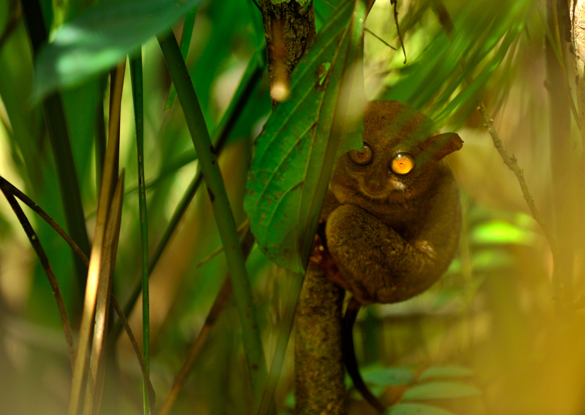 Philippine Tarsier At Night